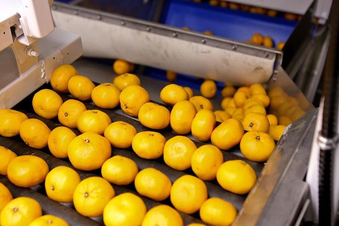 Used Citrus Packing Lines for Sale at Steep Hill Equipment Solutions