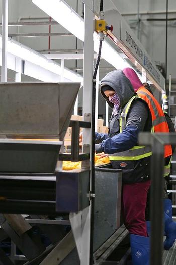 Used Citrus Packing Lines for Sale at Steep Hill Equipment Solutions