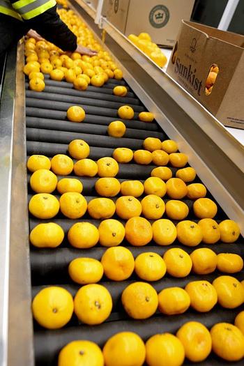 Used Citrus Packing Lines for Sale at Steep Hill Equipment Solutions