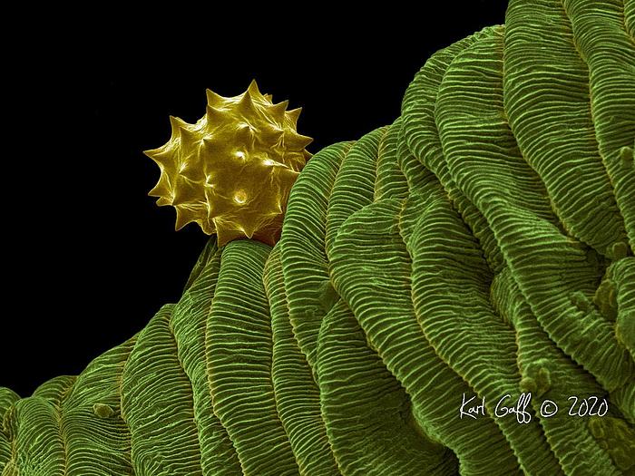 Used The Art of Science Photography for Sale at Tara Semiconductor ...