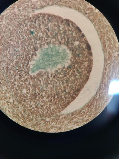 Used Nikon Eclipse E800 Microscope w/ Bio-Rad Radiance 2000 Confoca...